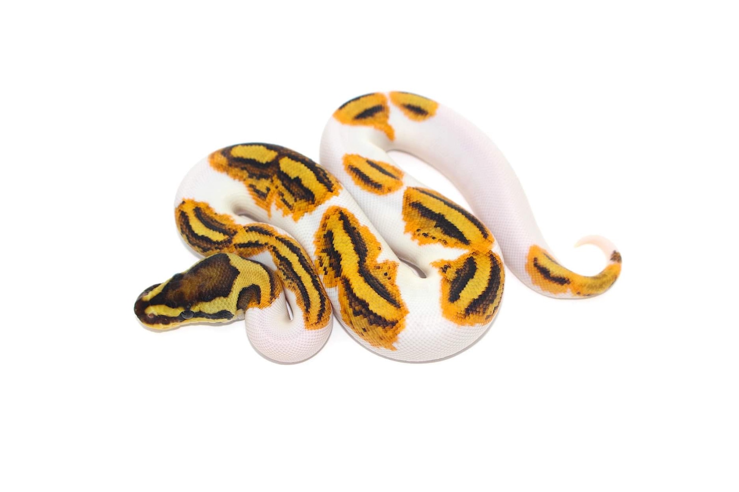 YB Fire (Enchi) Pied Ball Python by PetroGenetics - MorphMarket