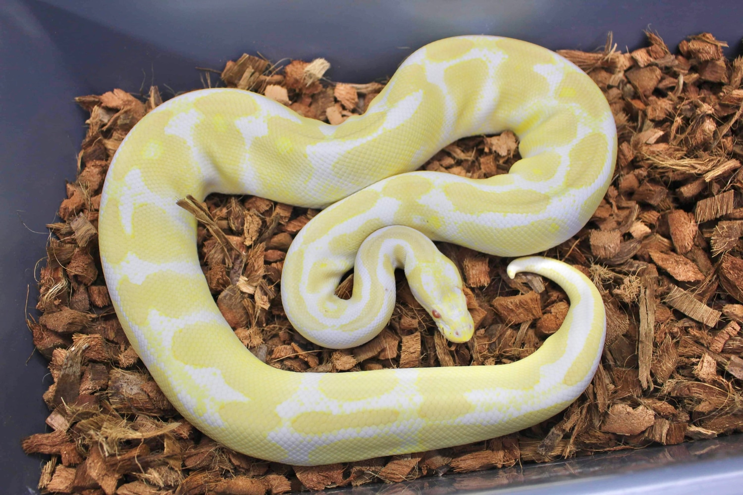 Proven Albino Het Pied Ball Python by PetroGenetics - MorphMarket