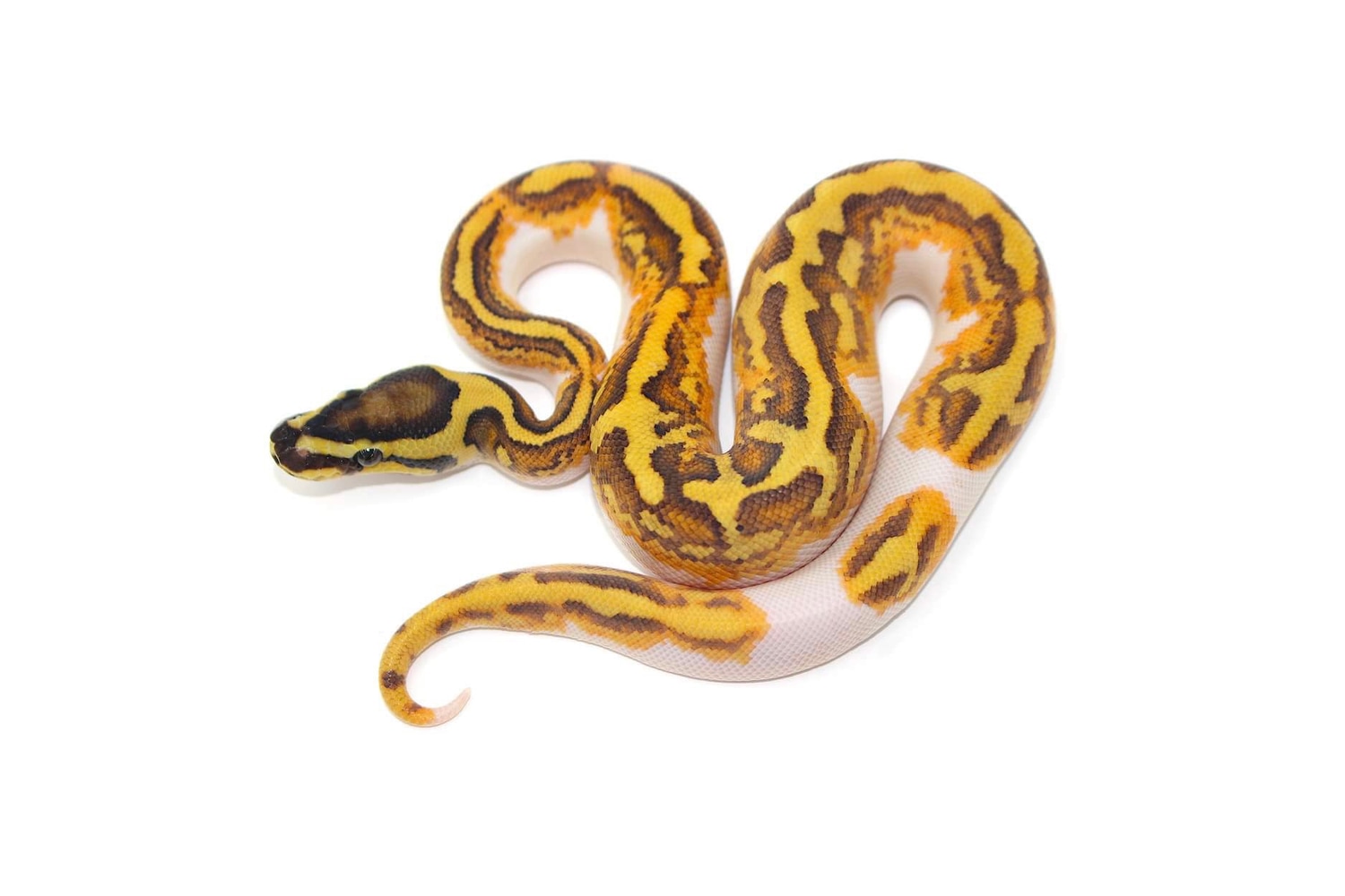 Fire Enchi YB Pied Ball Python by PetroGenetics - MorphMarket