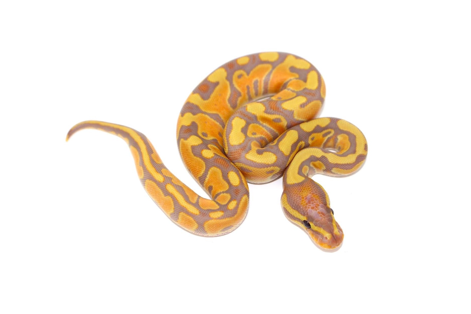 Banana DH Clown Pied Ball Python by PetroGenetics - MorphMarket