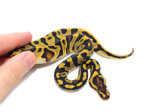 Cypress YB Enchi Leo Het Clown Ball Python by PetroGenetics