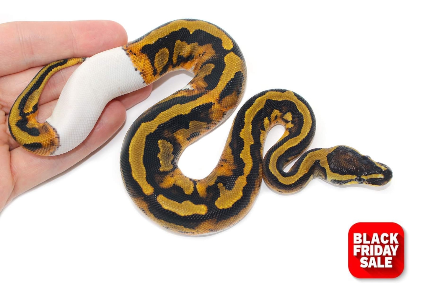 Pied Ball Python by PetroGenetics - MorphMarket