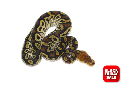 Cypress Clown Ball Python by PetroGenetics