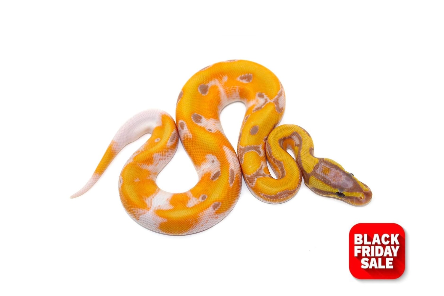 Hi Intensity ODYB Enchi Banana Pied Ball Python by PetroGenetics ...
