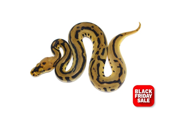 Batman Ball Python by PetroGenetics