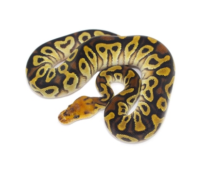 PetroGenetics - MorphMarket