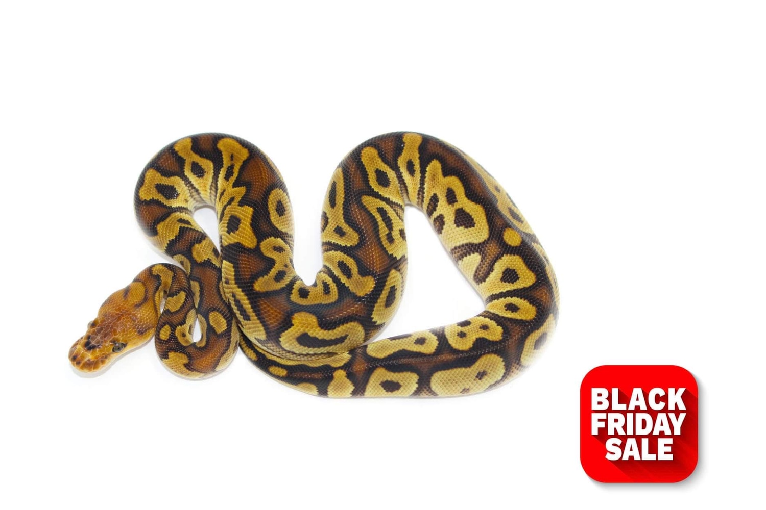 Cypress Clown Ball Python by PetroGenetics - MorphMarket