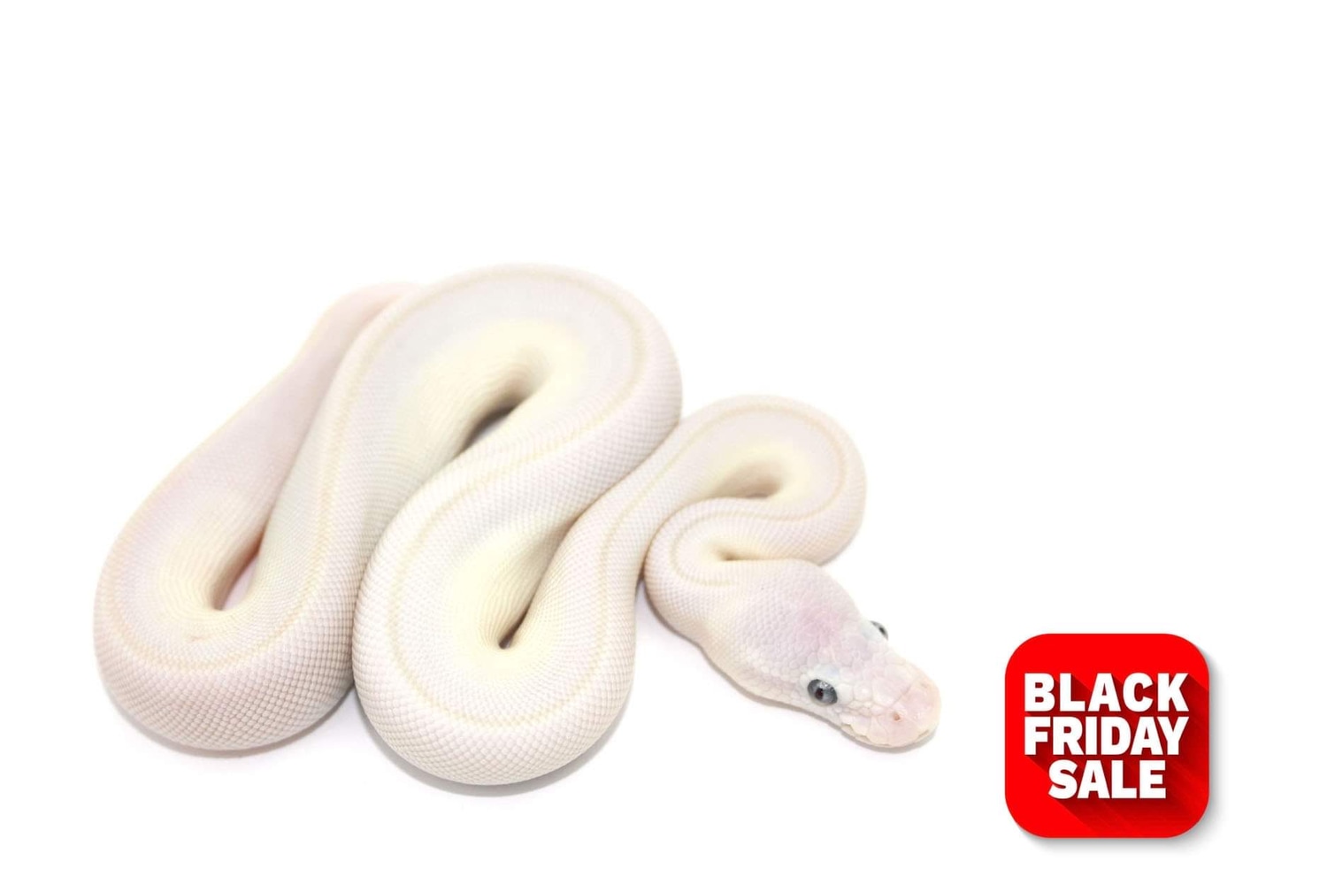 Blue Eye Lucy Ball Python by PetroGenetics - MorphMarket