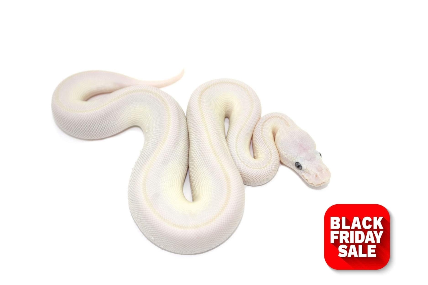 Blue Eye Lucy Ball Python by PetroGenetics - MorphMarket