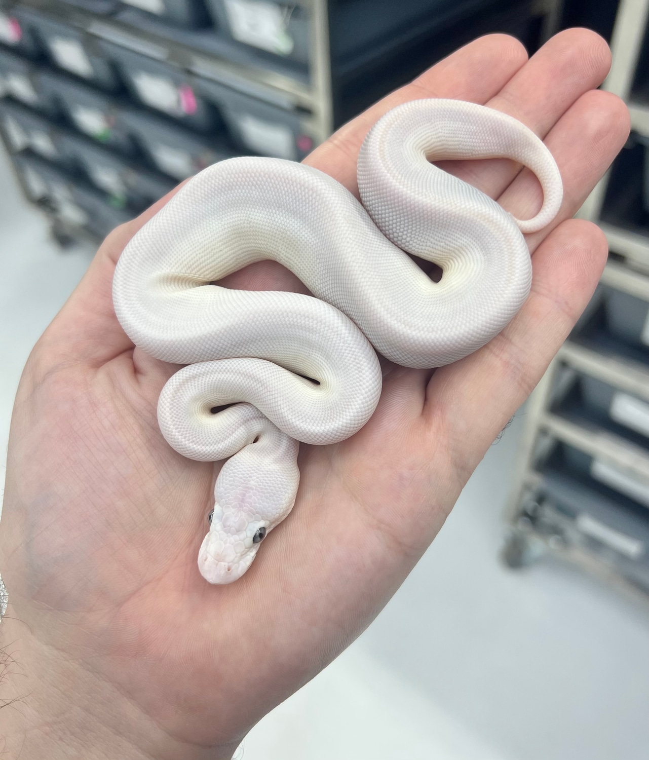 Blue Eye Lucy Ball Python by PetroGenetics - MorphMarket