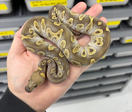 PetroGenetics - MorphMarket