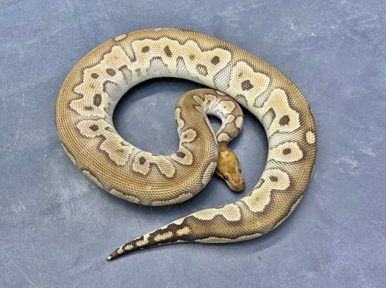 (Adult) Mojave Clown Ball Python by PetroGenetics