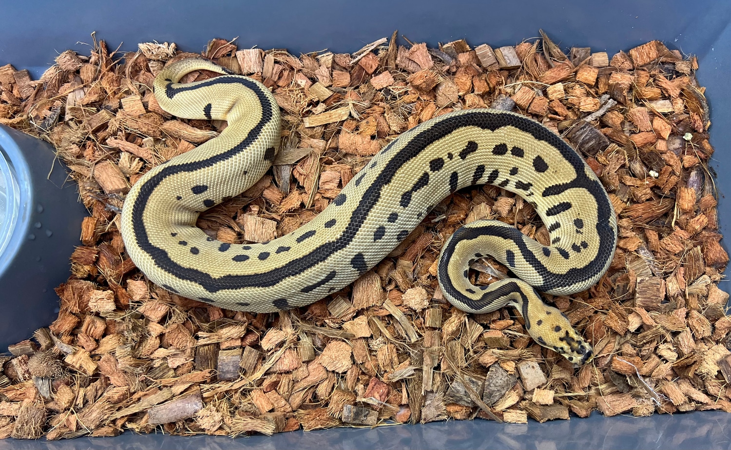Adult Batman Ball Python by PetroGenetics - MorphMarket