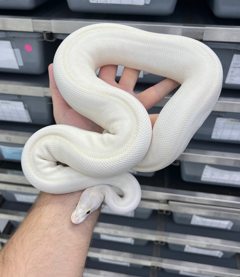 Ivory Ball Python by PetroGenetics
