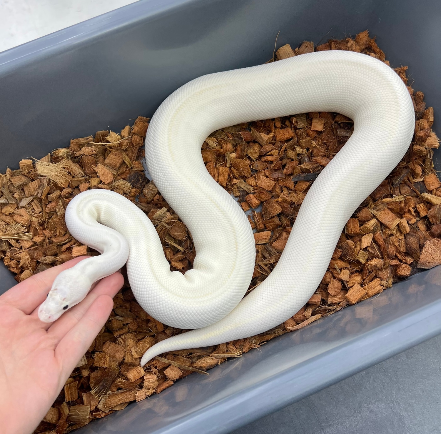 Ivory Ball Python by PetroGenetics - MorphMarket