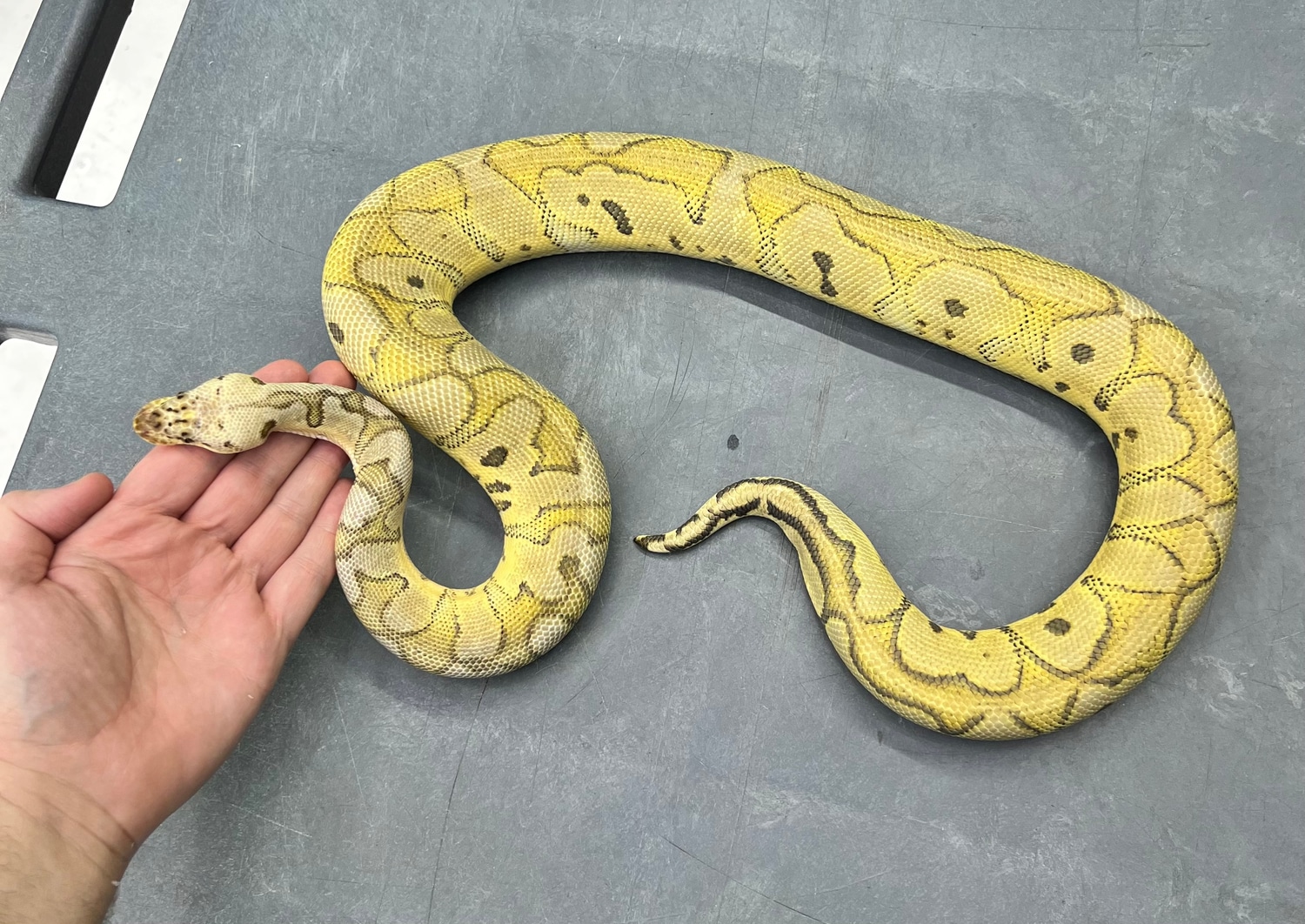 Super Pastel Clown Ball Python by PetroGenetics - MorphMarket