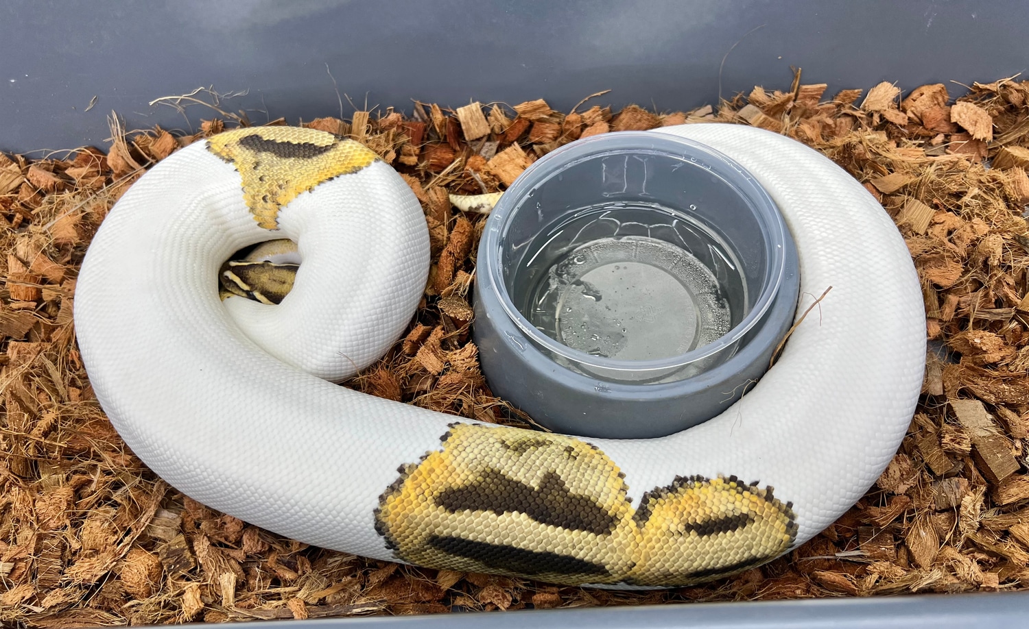 Adult Fire Pied Ball Python by PetroGenetics - MorphMarket