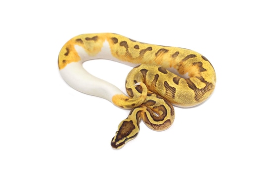 Fire Enchi YB Pied Ball Python by PetroGenetics