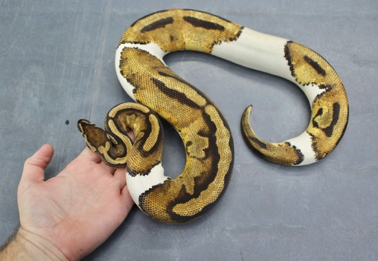(Adult) Pied Ball Python by PetroGenetics