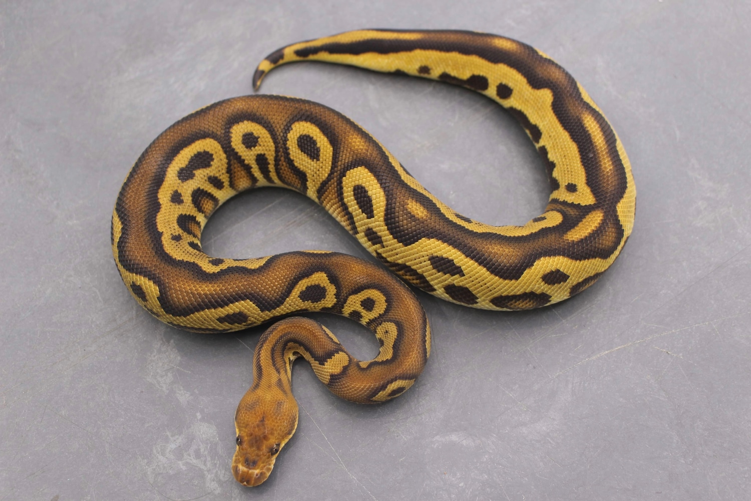 Cypress Leopard Clown Ball Python by PetroGenetics - MorphMarket