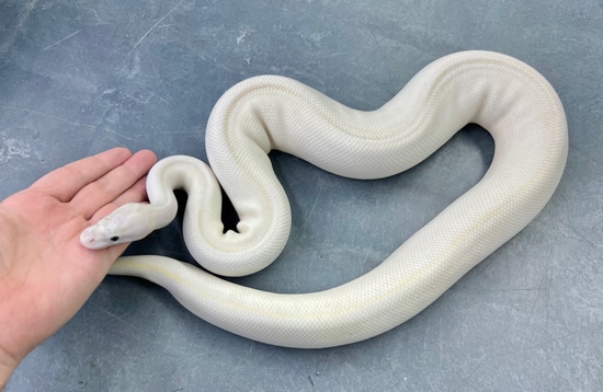 (Adult) Ivory Ball Python by PetroGenetics