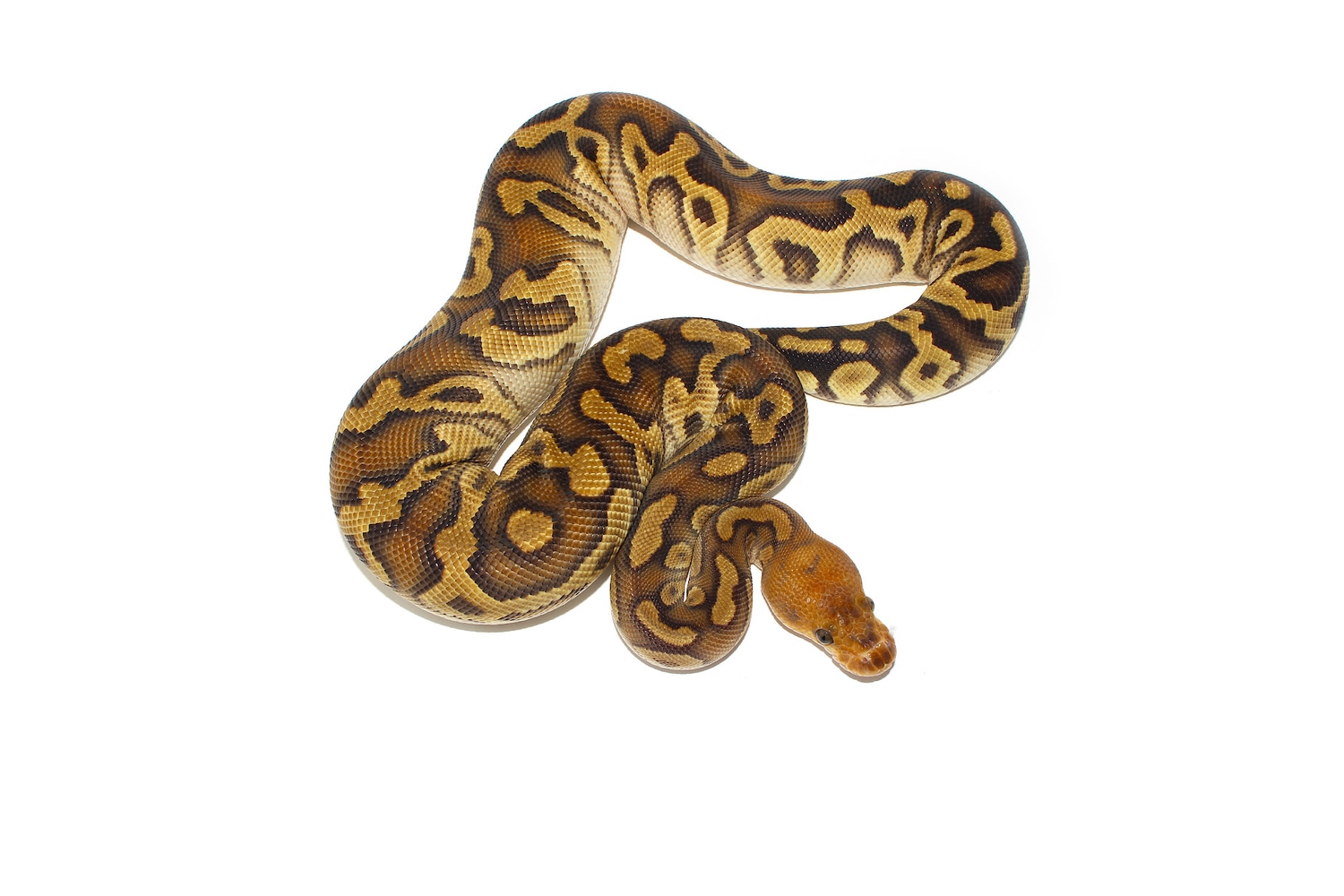 Cypress Clown Ball Python by PetroGenetics - MorphMarket