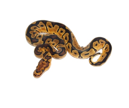 (Adult) Mojave Pied Ball Python by PetroGenetics - MorphMarket
