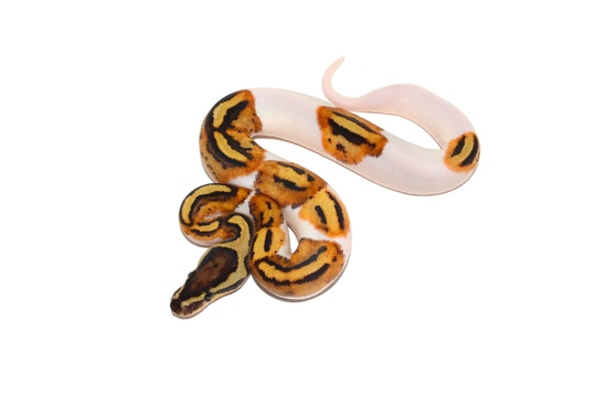 Fire Pied Ball Python by PetroGenetics