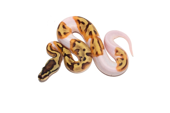 Enchi Fire Pied Ball Python by PetroGenetics
