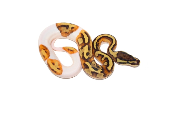 Enchi Fire Pied Ball Python by PetroGenetics