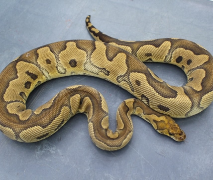 GHI BlackPastel YellowBelly Clown Ball Python by PetroGenetics ...