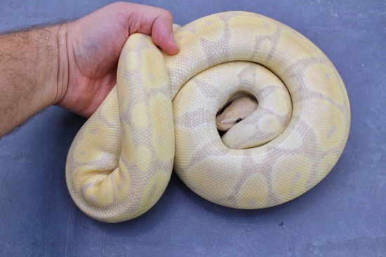 (Adult) Super Banana Ball Python by PetroGenetics