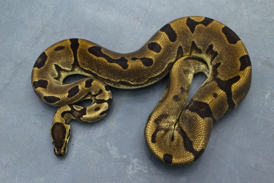 (Adult) Super Enchi Pied Ball Python by PetroGenetics