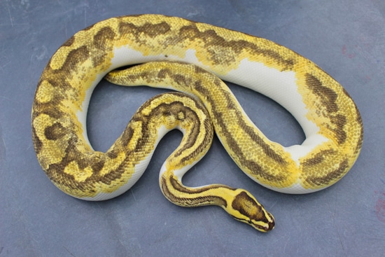 (Adult) Fire YB Enchi Pied Ball Python by PetroGenetics