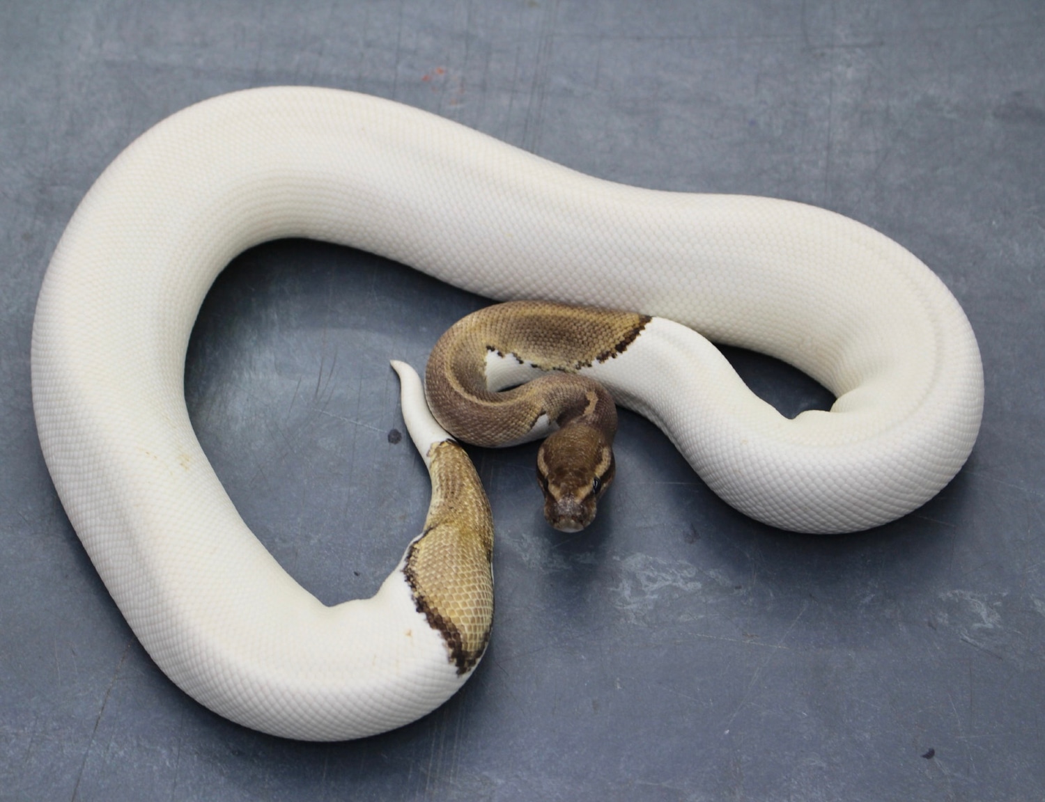 (Adult) Mojave Pied Ball Python by PetroGenetics - MorphMarket