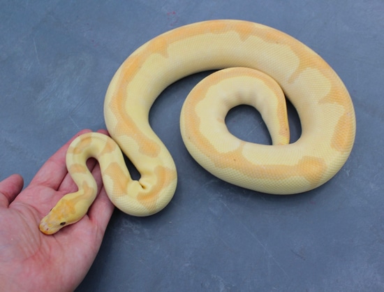 (Adult) Banana Enchi Fire Clown Ball Python by PetroGenetics