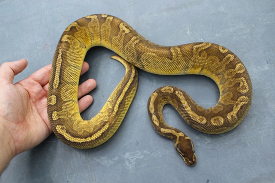 (Adult) Sunset Ball Python by PetroGenetics