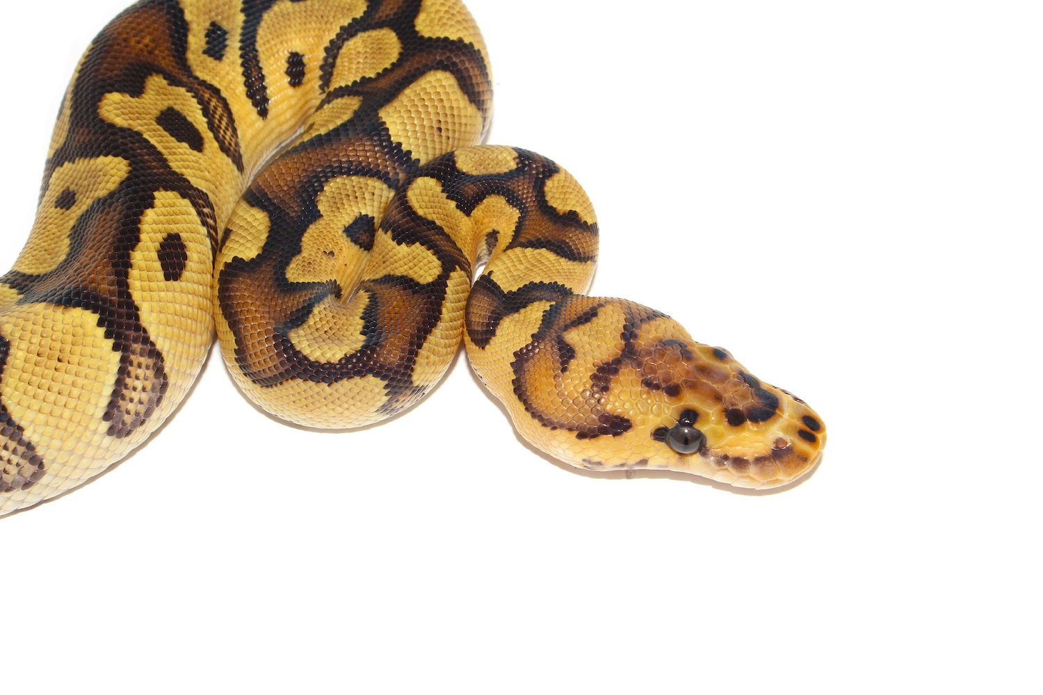 OD Fire Clown Ball Python by PetroGenetics - MorphMarket