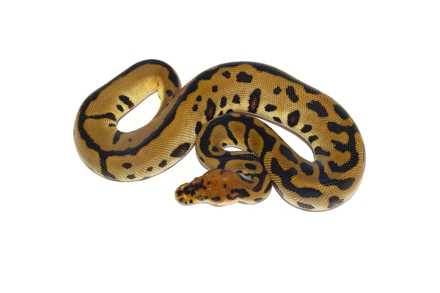 Batman Ball Python by PetroGenetics - MorphMarket