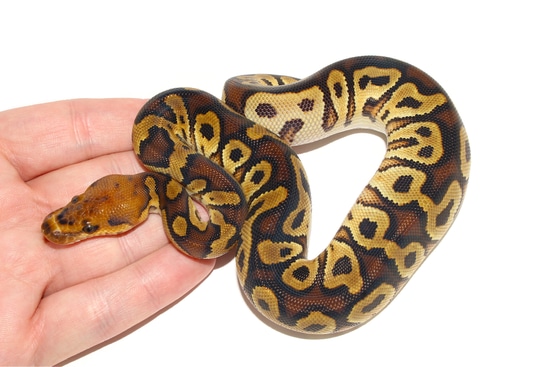 Cypress Clown Ball Python by PetroGenetics