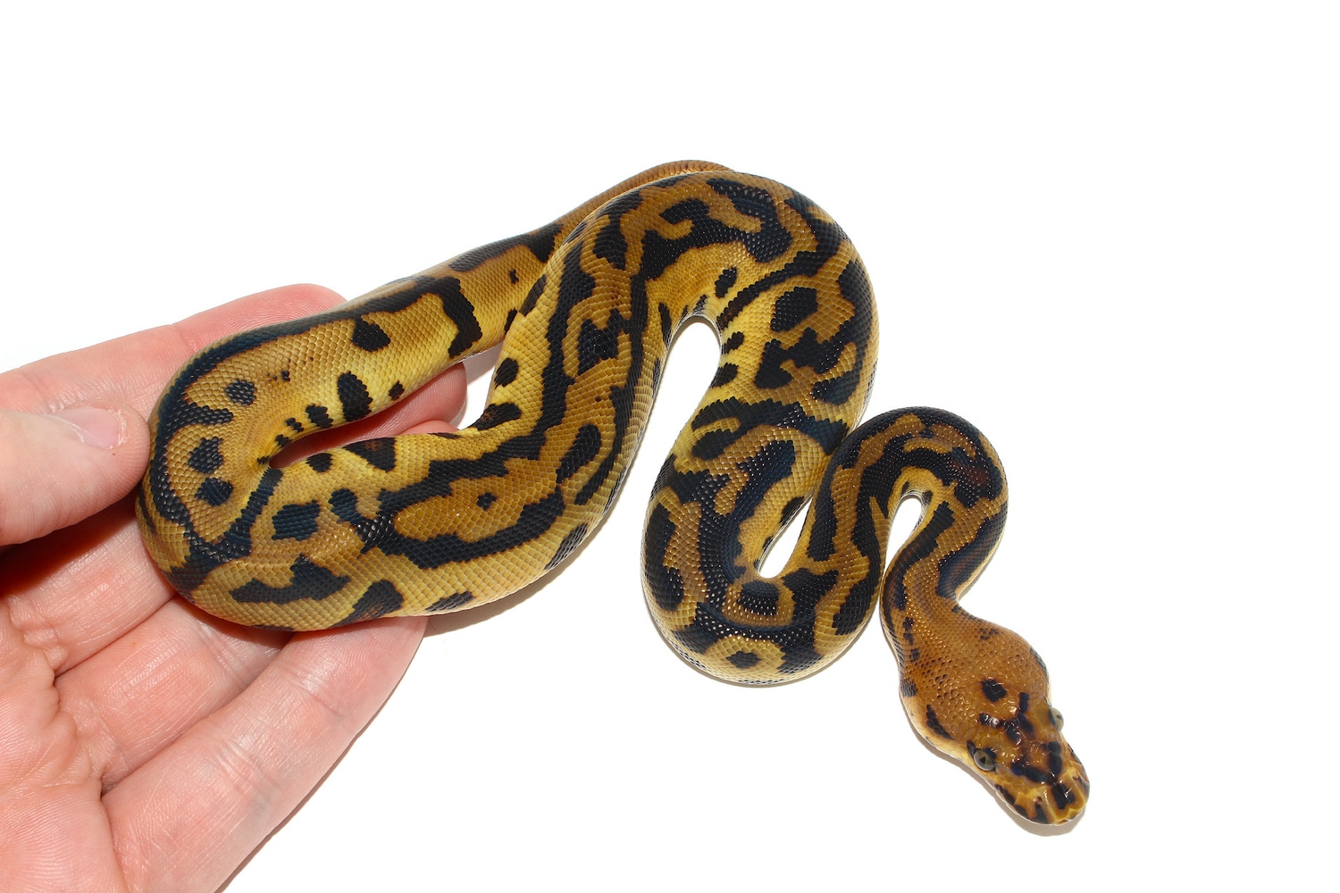 Batman Ball Python by PetroGenetics - MorphMarket