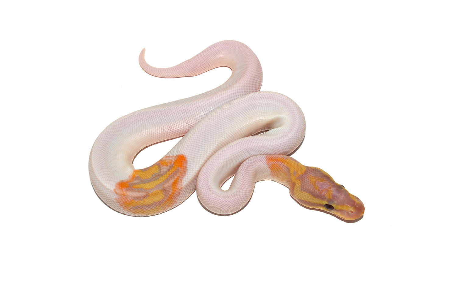 Banana Fire Pied Ball Python by PetroGenetics - MorphMarket