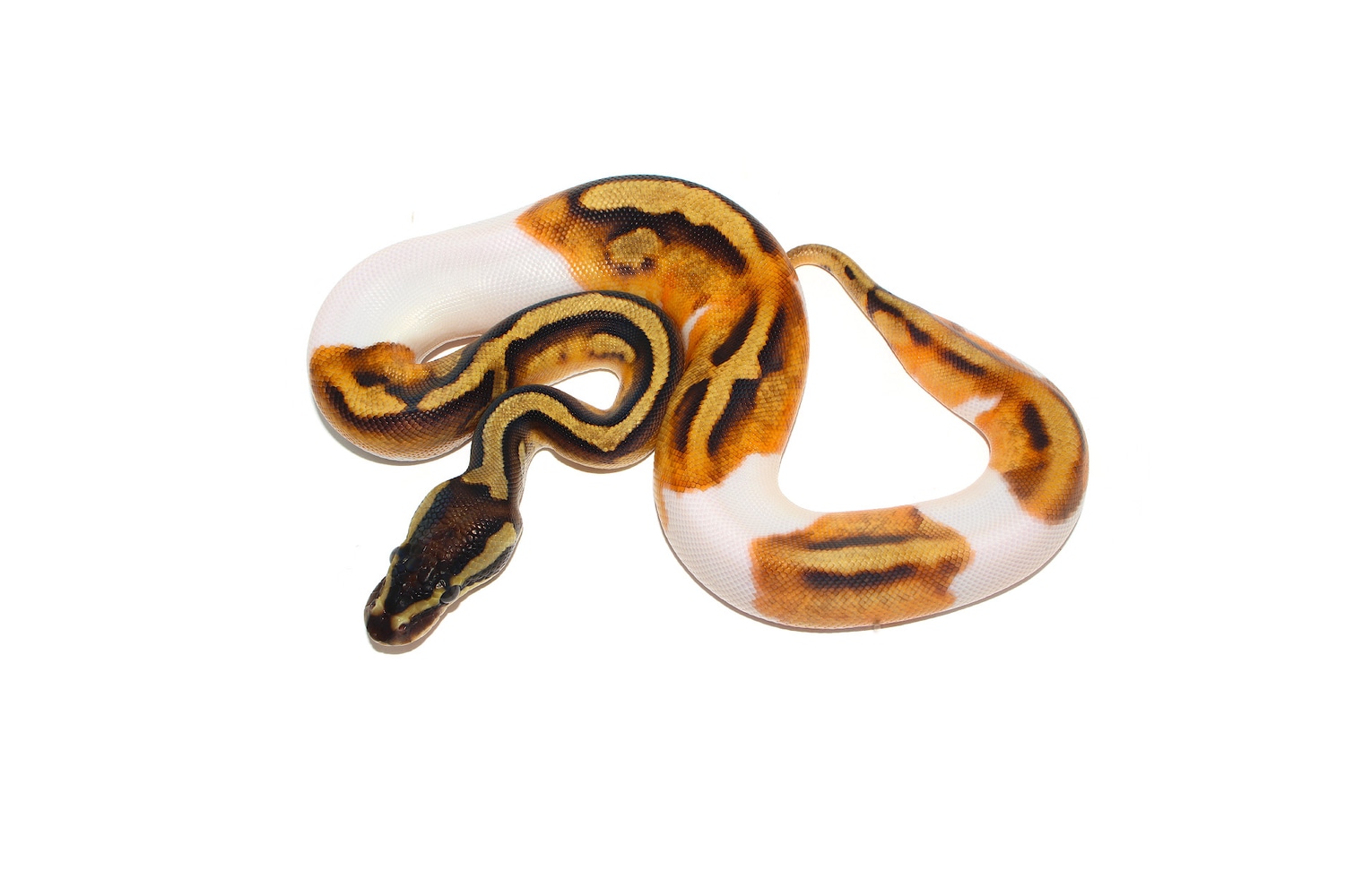 Fire Pied Ball Python by PetroGenetics - MorphMarket