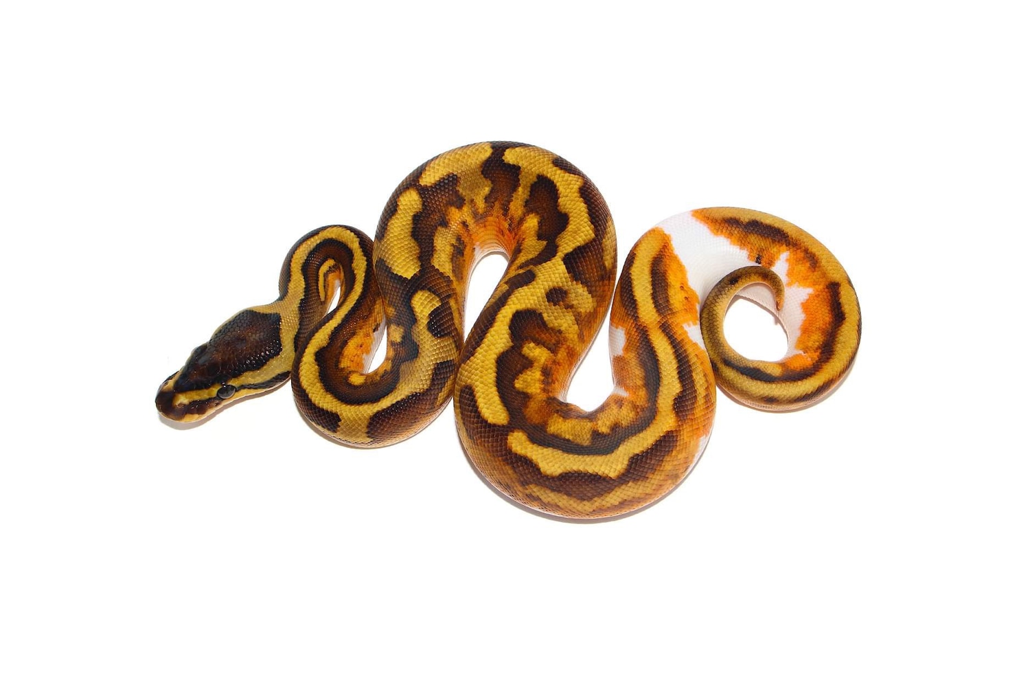 Enchi YB Pied Ball Python by PetroGenetics - MorphMarket