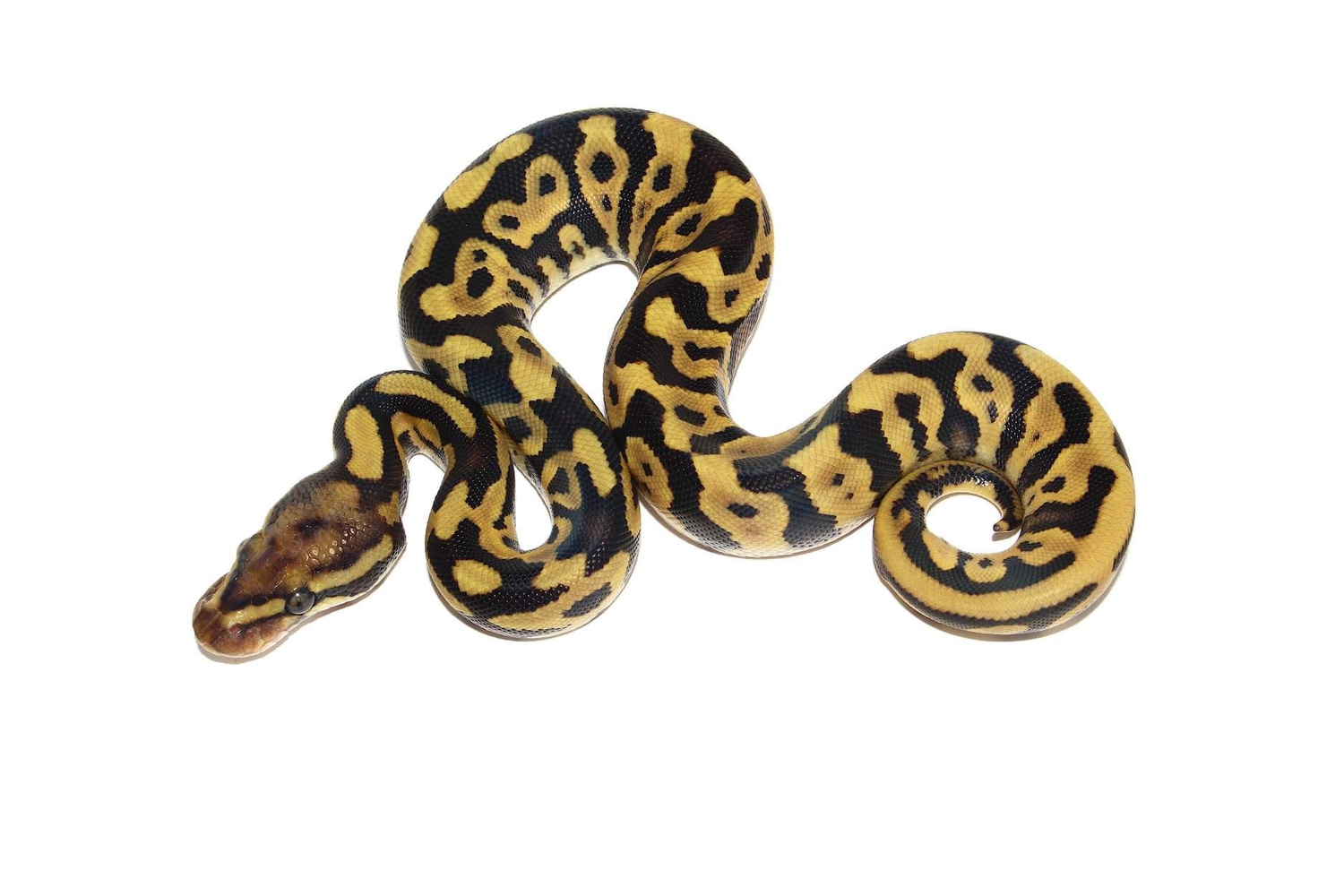 Mojave Leopard Spotnose Vanilla Het DG Ball Python by PetroGenetics ...