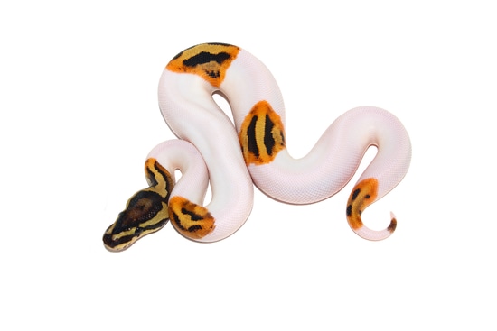 OD Fire Pied Ball Python by PetroGenetics