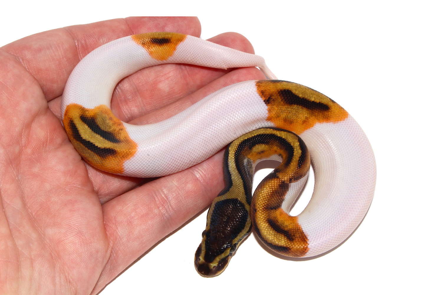 Enchi Pied Ball Python by PetroGenetics - MorphMarket