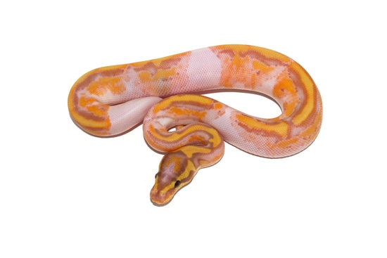 Banana YB Enchi Pied Ball Python by PetroGenetics