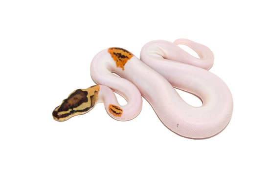 Yellowbelly Fire Pied Ball Python by PetroGenetics
