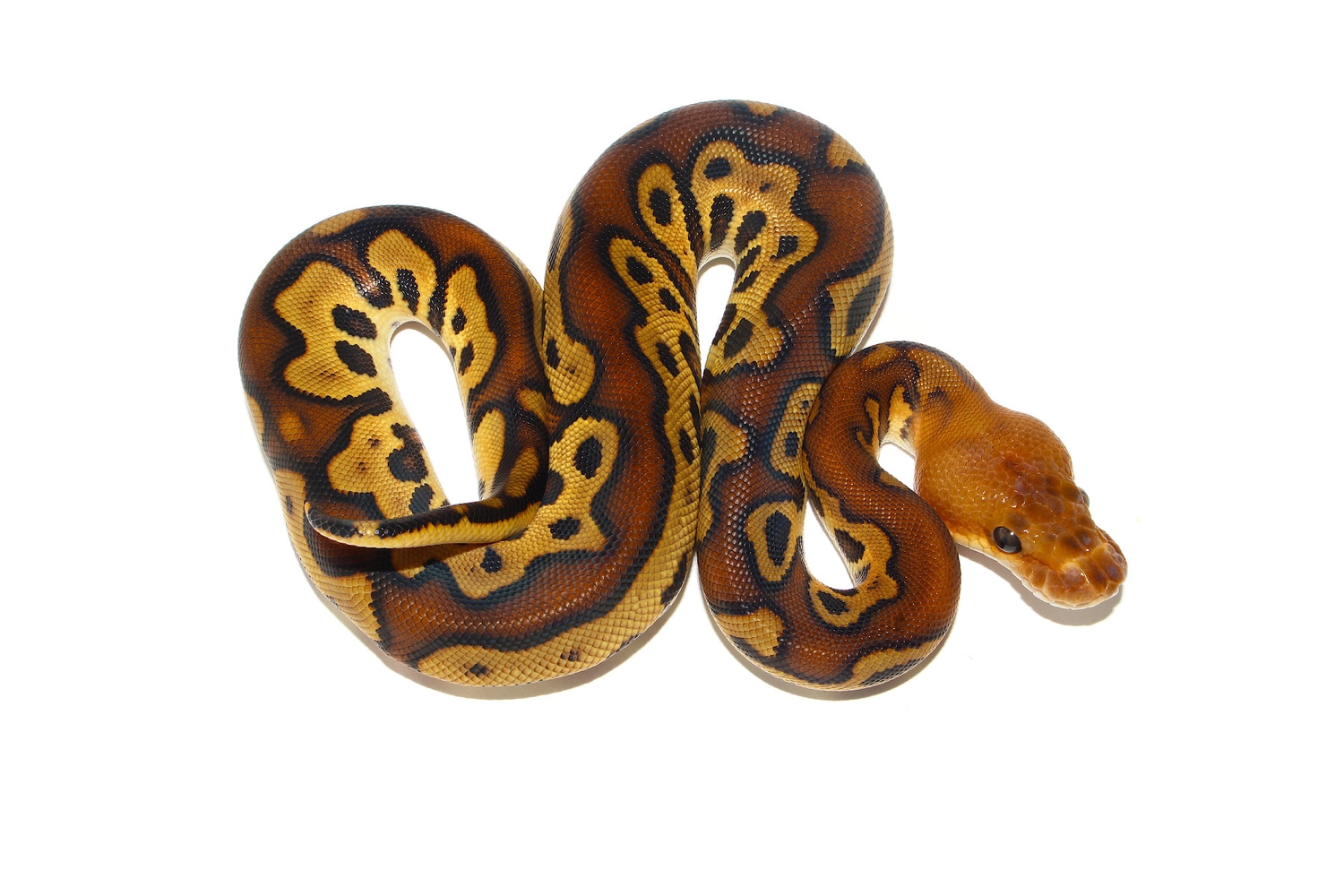 Cypress Leopard Clown Ball Python by PetroGenetics - MorphMarket